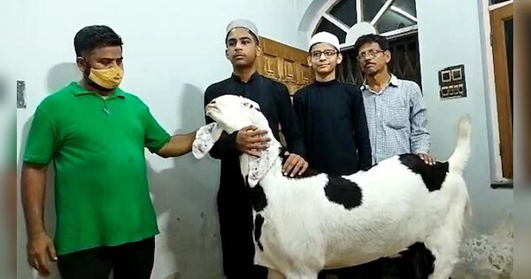 In the city of Nawab lucknow a goat named Raja lives in a Nawabi style ...