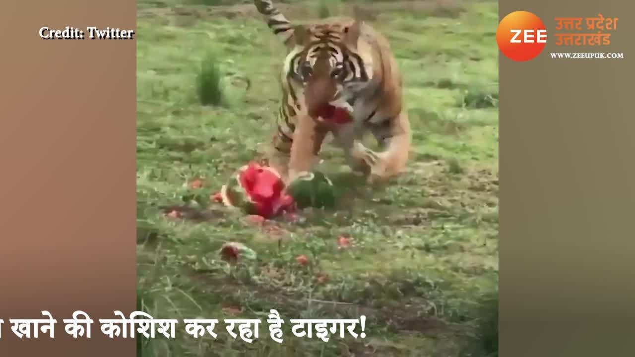 tiger trying to eat Watermelon watch funny viral video uppm | Viral ...