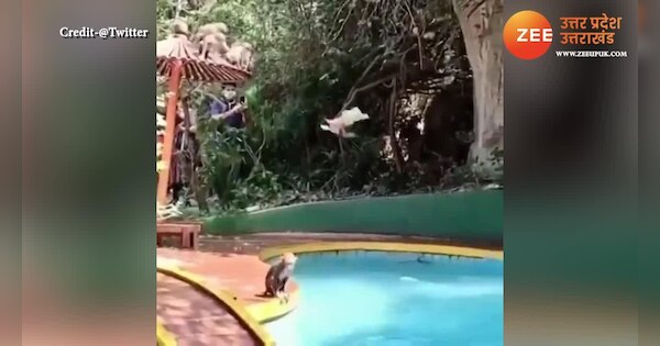 loving viral video of monkey pool party video viral on social media ...