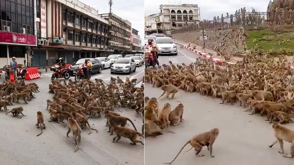 Suddenly hundreds of monkeys came on road, created panic in thailand ...