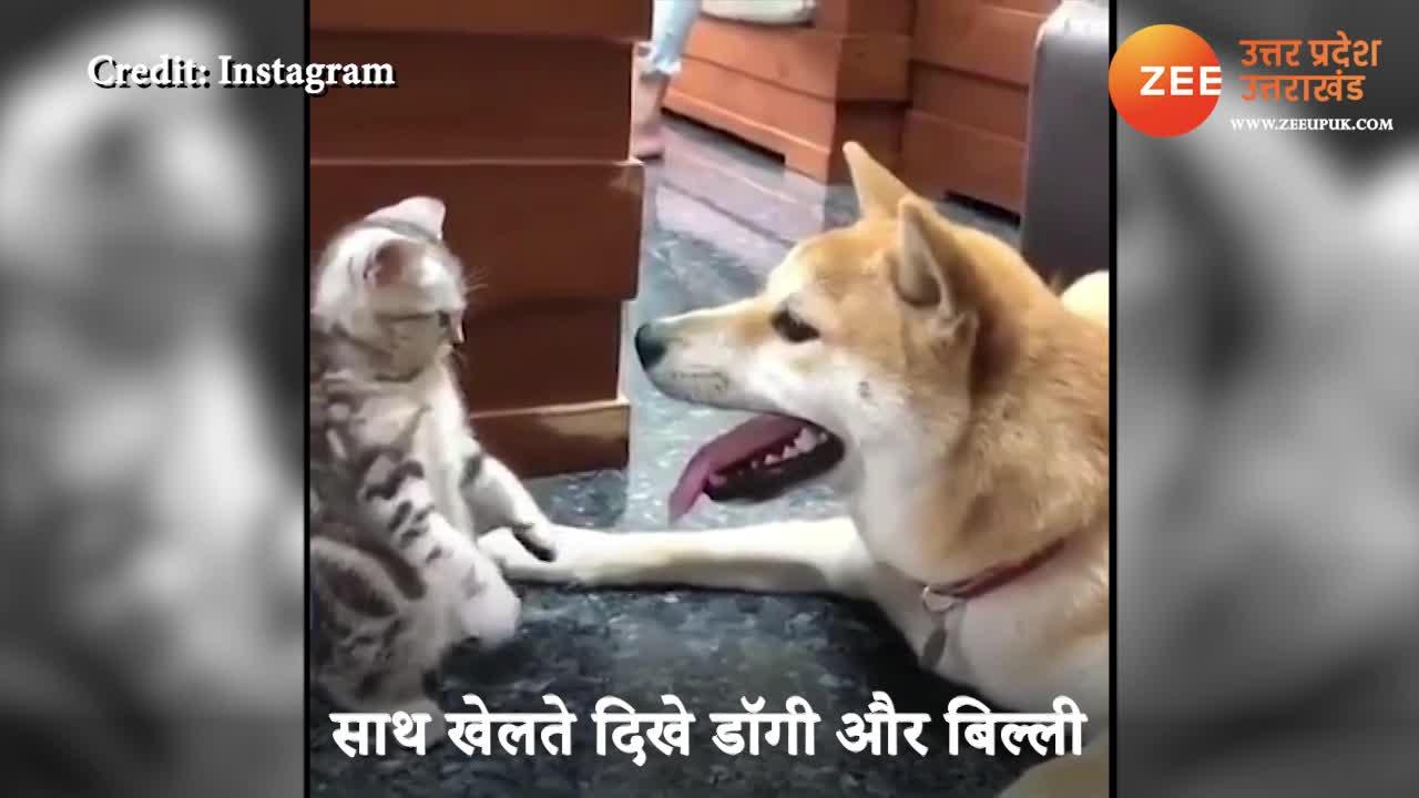 loving video of cat and dog friendship video viral on social media smup ...