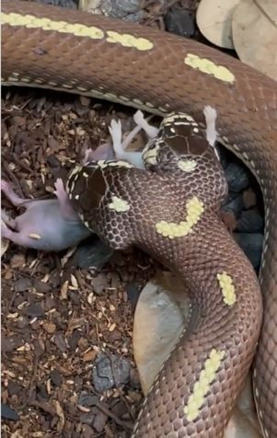 Two Headed Snake named Ben and Jerry eats two mice at same time, Video ...