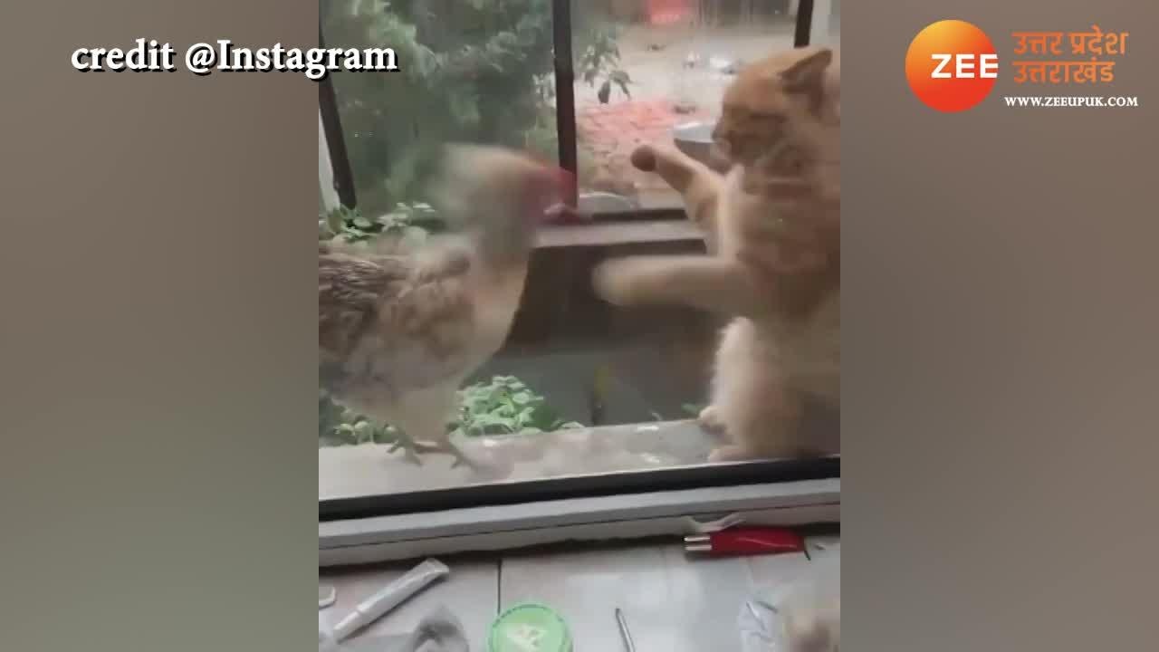 loving viral video of cat hen fun watch loving viral video on social ...