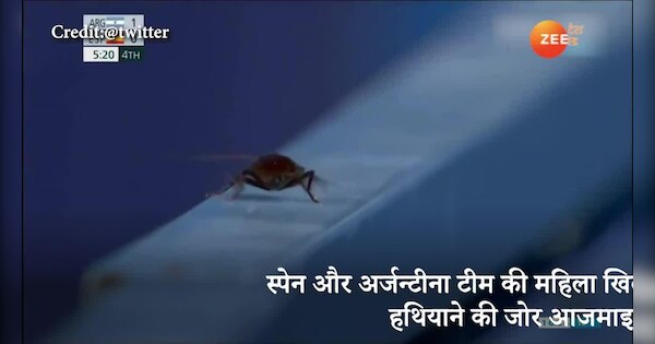 tokyo olympic 2020 cockroach's movements cameramna focuses on cockroach ...