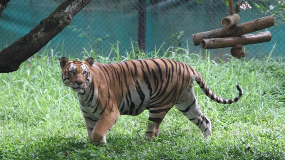 World Tigers Day: World most savage tiger attacks as raging beasts rip ...