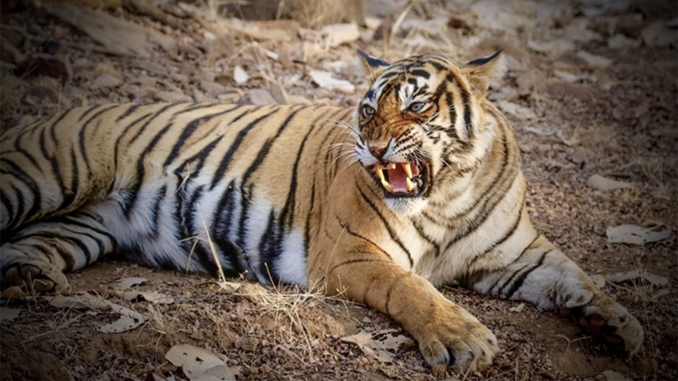 World Tigers Day: World most savage tiger attacks as raging beasts rip ...