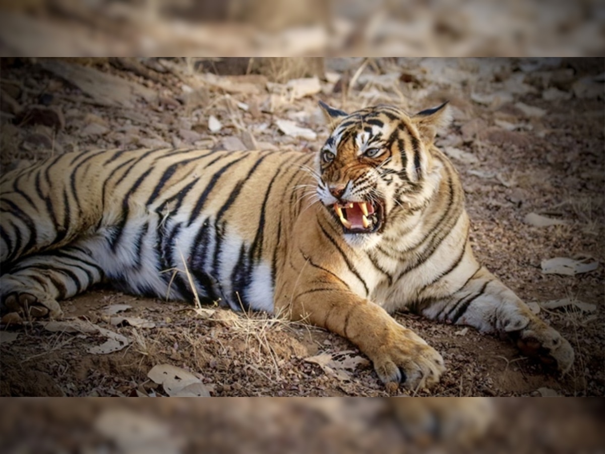 World Tigers Day: World most savage tiger attacks as raging beasts rip ...