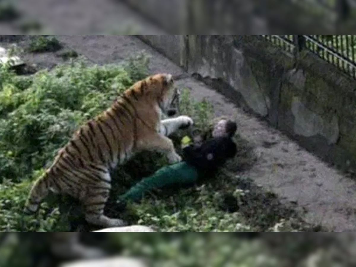 World Tigers Day: World most savage tiger attacks as raging beasts rip ...