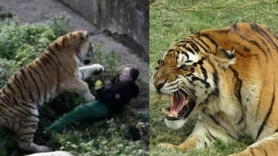 World Tigers Day: World most savage tiger attacks as raging beasts rip ...