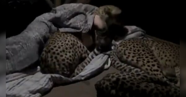 Three dreaded Cheetahs fell asleep near the man, Sunil Grover shared the video | शख्स के पास गले ...