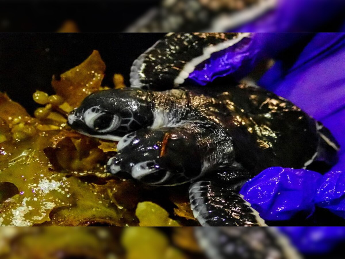 Two Headed Turtle Found in south carolina in us see images viral news ...