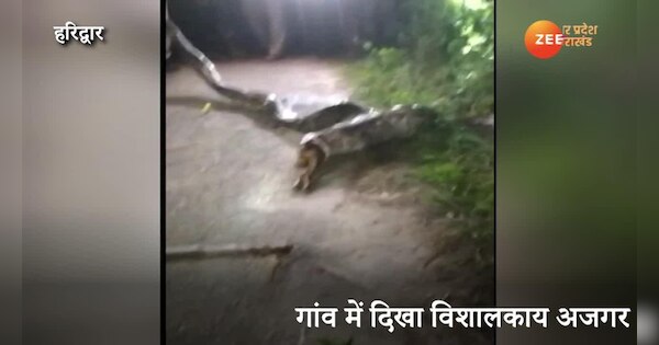 most shocking video of python eating dog in haridwar video viral on ...