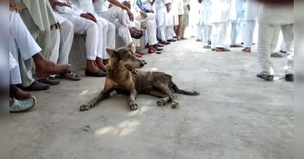 DOG from the time of death to the time of cremation | ਬੇਜ਼ੁਬਾਨ ਬਣਿਆ ...