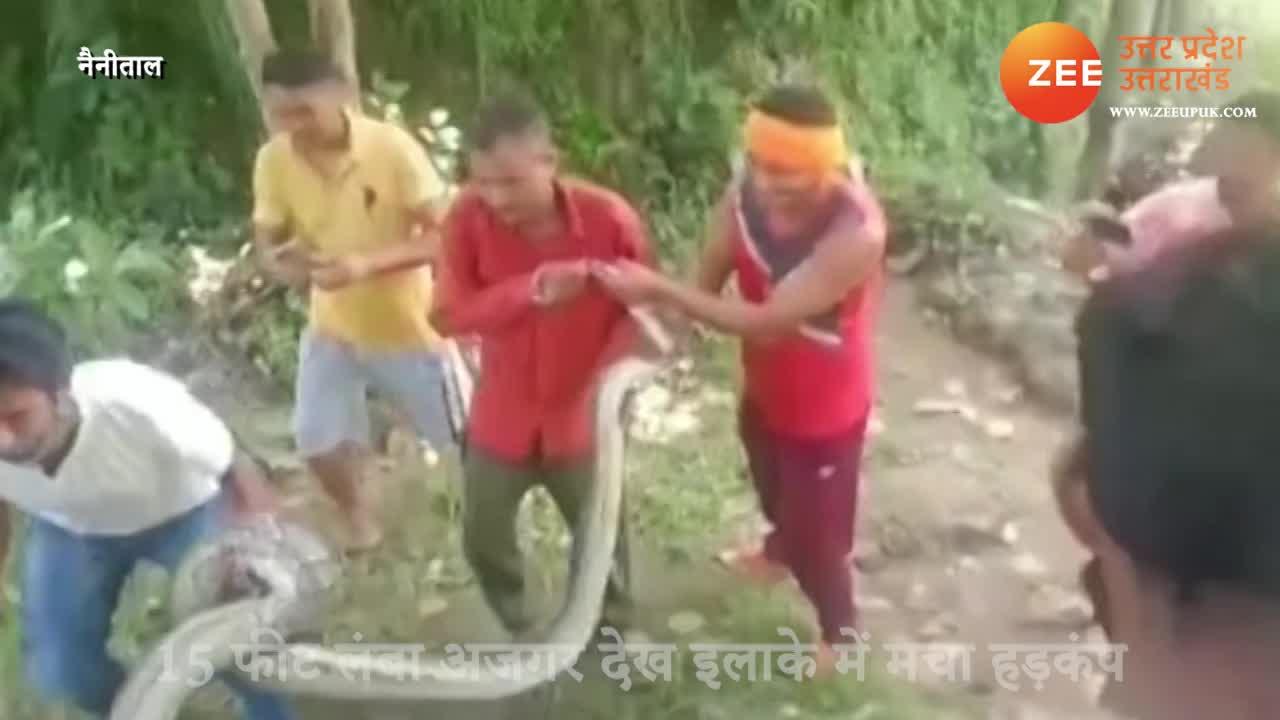 Nainital 15 feet giant python seen in residential area watch live ...