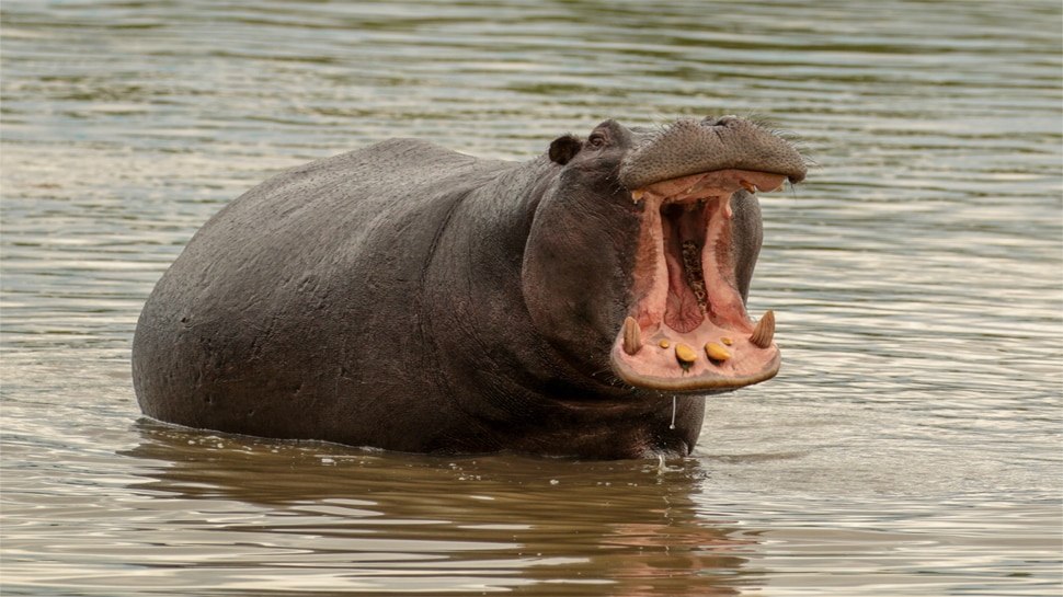 Worst Hippo attacks: This deadliest animal can crushes bones, rip off ...