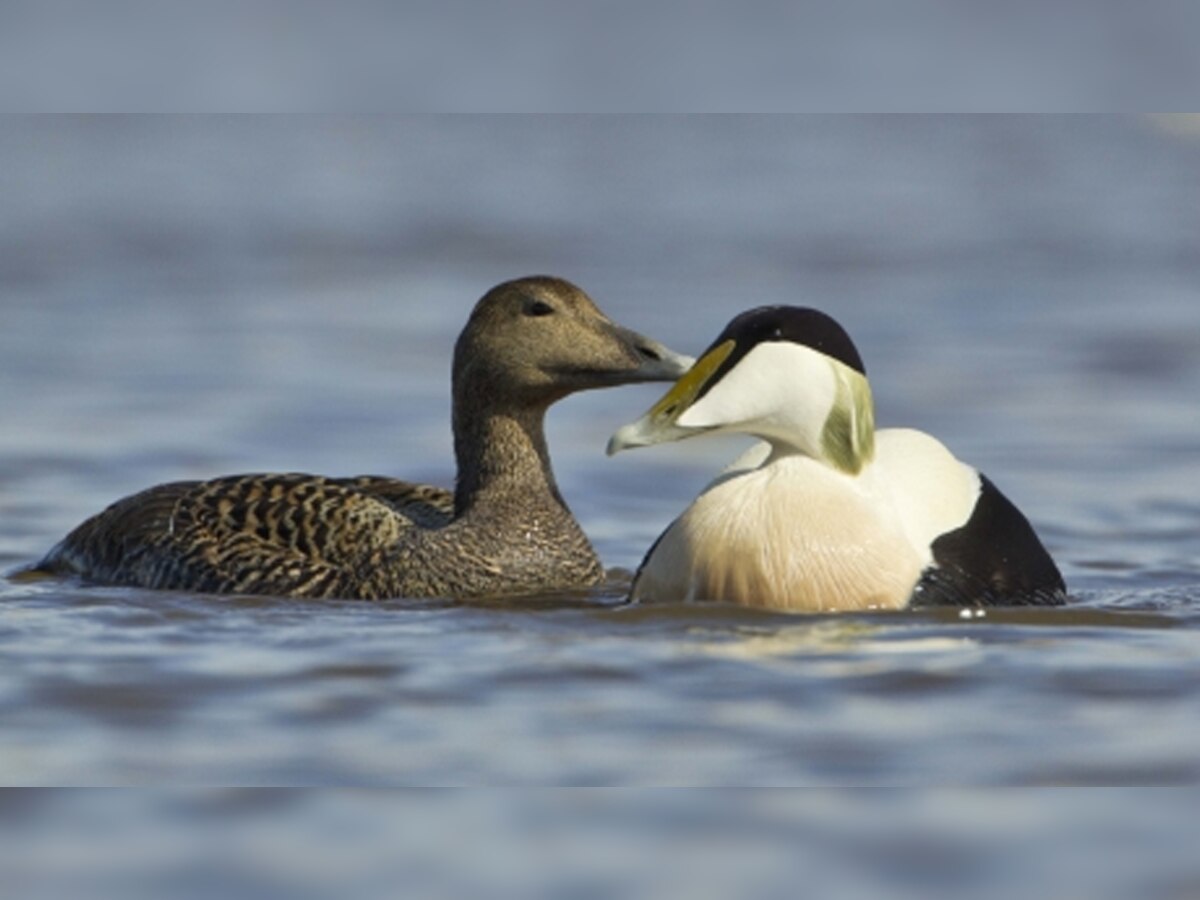 Wings of Eider polar duck can make you rich, know the price | इस पक्षी ...