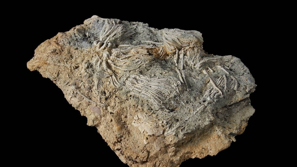 fossil graveyard of alien like sea creatures discovered in central UK ...