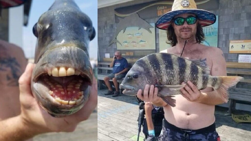 rare fish with human like teeth sheepshead fish caught in United States ...
