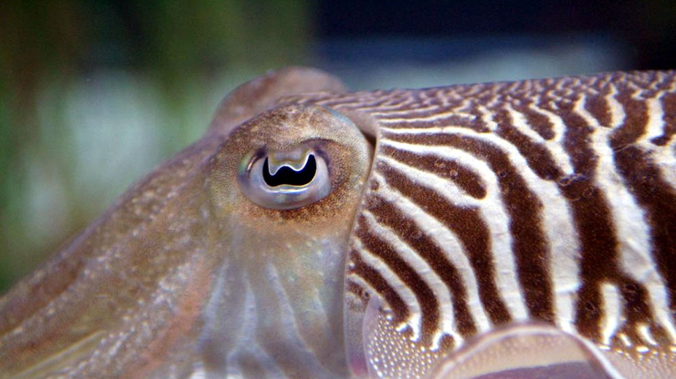 Cuttlefish is the world's most unique fish, color of blood is blue; 3 ...