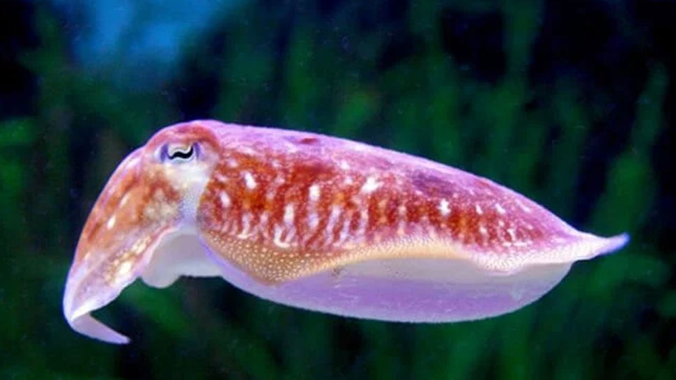 Cuttlefish is the world's most unique fish, color of blood is blue; 3 ...