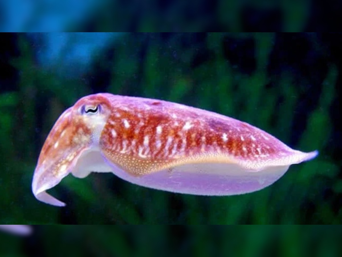Cuttlefish is the world's most unique fish, color of blood is blue; 3 ...