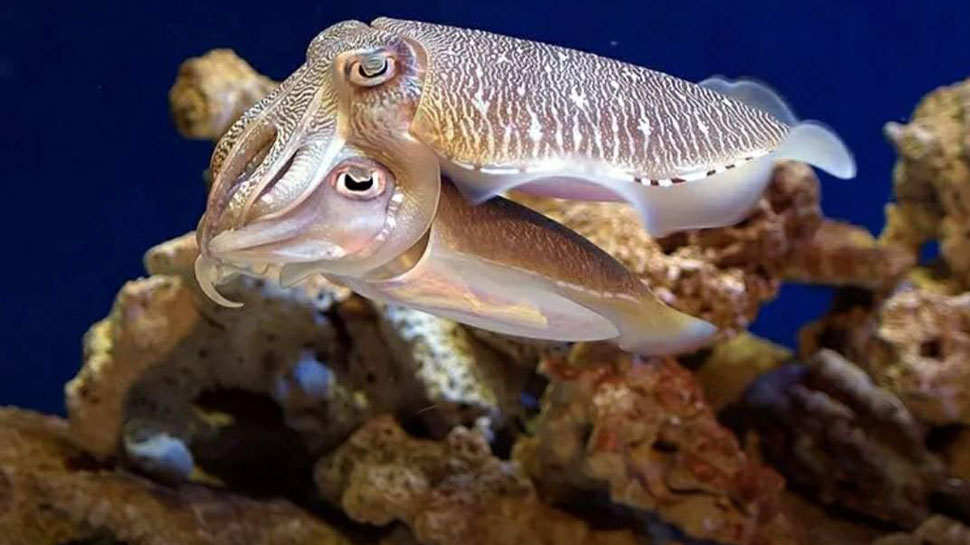 Cuttlefish is the world's most unique fish, color of blood is blue; 3 ...