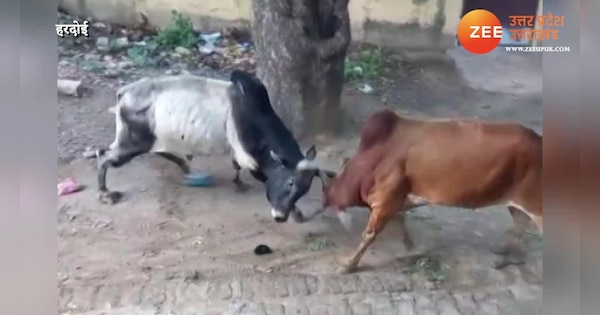most shoking video of fight between bulls attacking with horns viral on ...