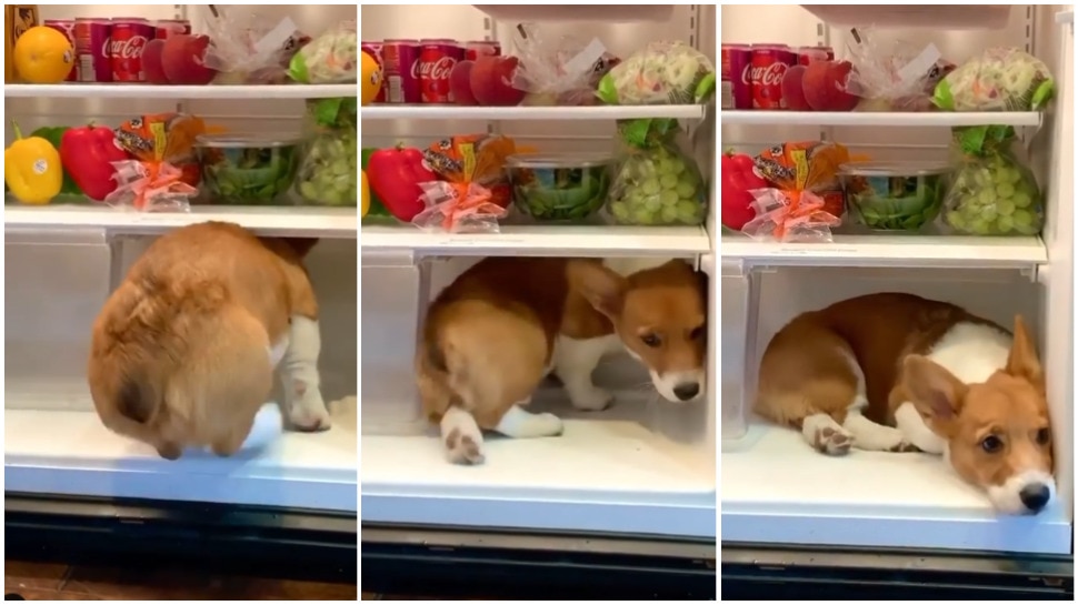 viral video of dog chilling inside fridge trending video on instagram ...