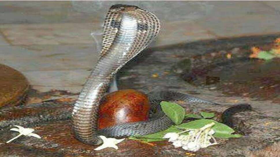 cobra who was abducted by snake charmer before Panchami now rescued ...