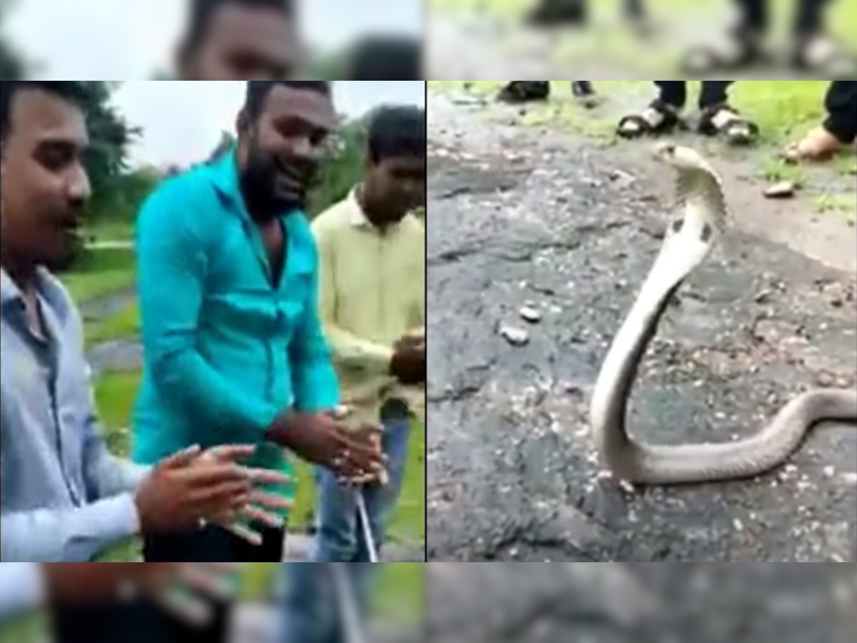 Nag Panchami 2021: Snake Appeared on Nag Panchami, people started ...