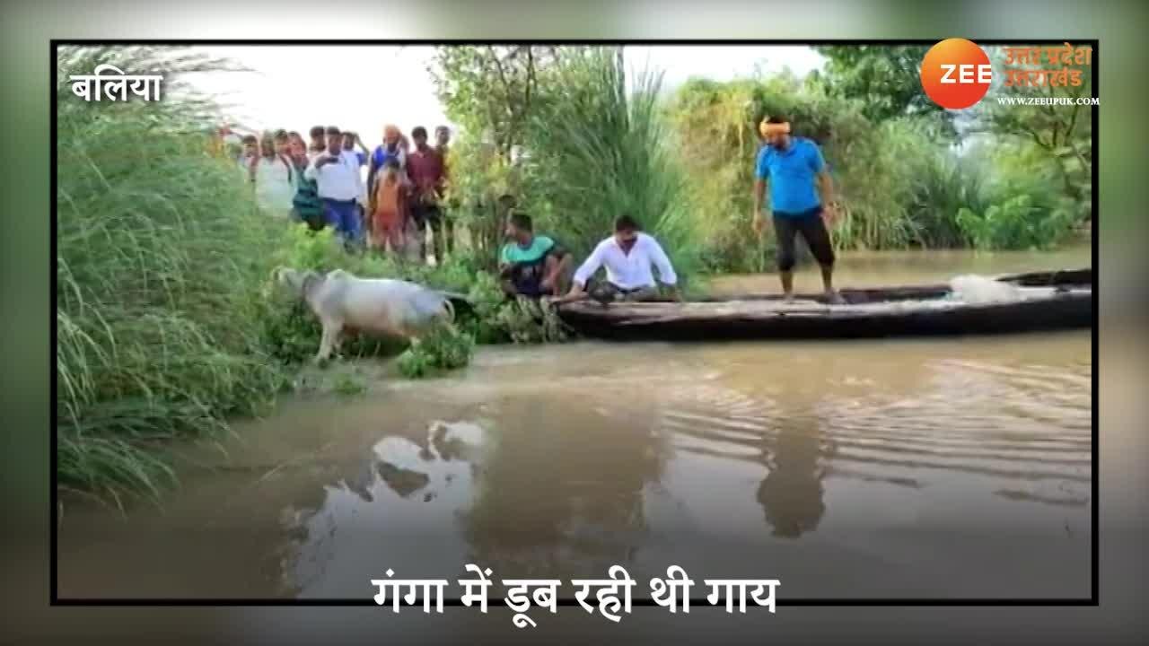 ballia Yogi government minister save cow drowning in river watch live ...