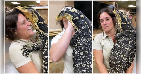 viral video of woman hugging giant lizard shocks netizens weird video ...
