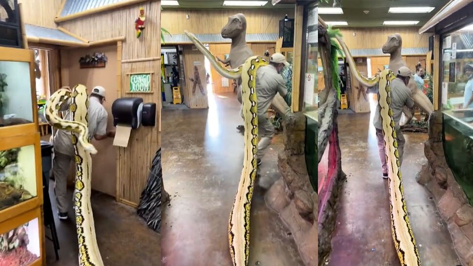 Man carries twenty two feet long snake on his shoulder see viral video ...