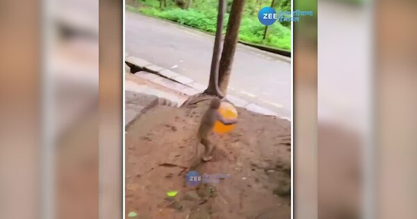 monkey caught the balloon, exploded in the game, see how was the ...