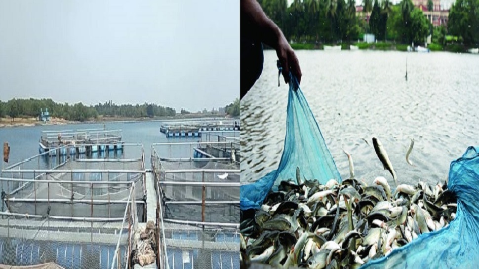 Jharkhand Fishing on large scale in Tilaiya and Panchkhero dams of ...