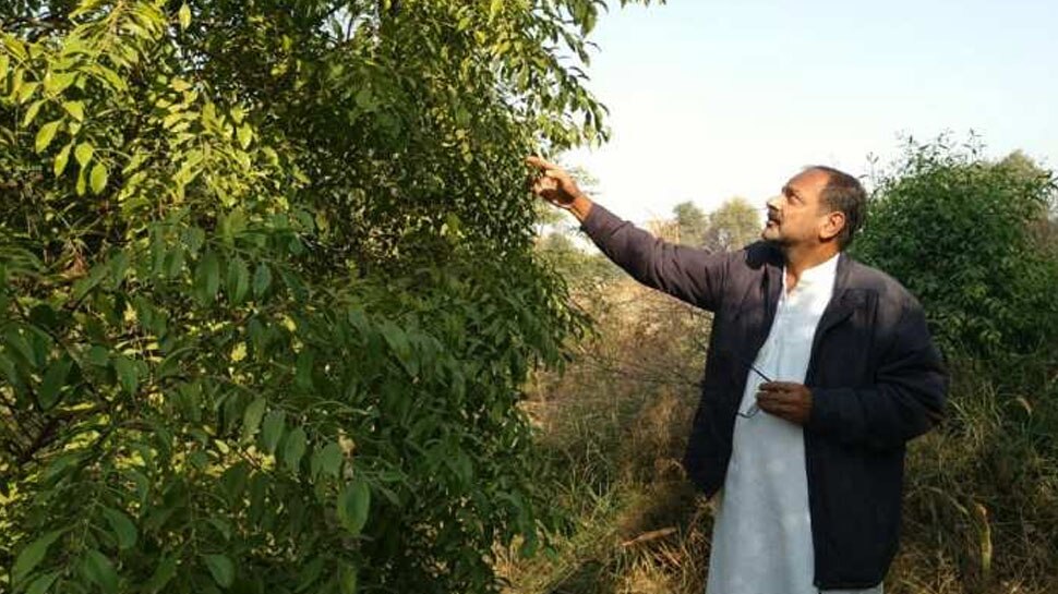 Sandalwood Farming: Planting sandalwood plants in field will earn ...