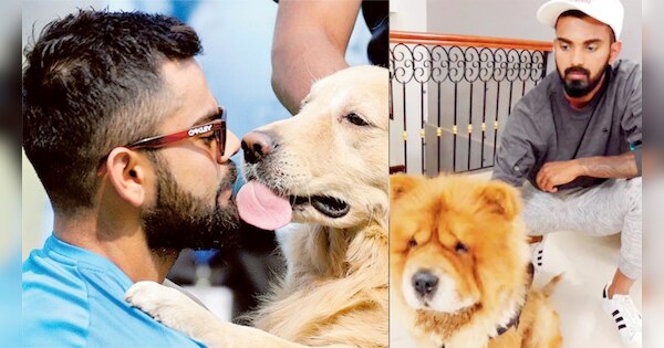 Indian Cricketers Sachin Tendulkar, MS Dhoni, Virat Kohli Pet Dogs ...