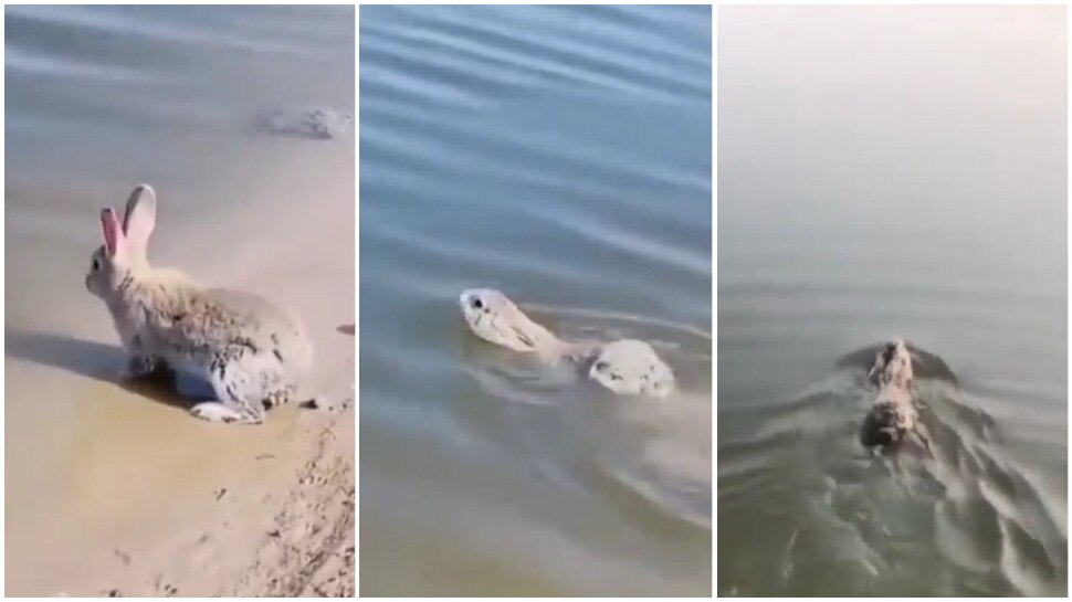 viral video of rabbit swimming in water will make your day | Viral ...