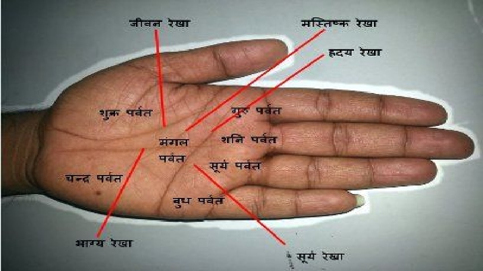 Palmistry: हाथ की रेखाएं बताती हैं किस क्षेत्र में मिलेगी सफलता, चेक ...