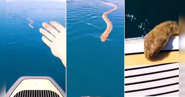 Sea Snake Video: Suddenly dangerous sea snake chasing the boat came ...