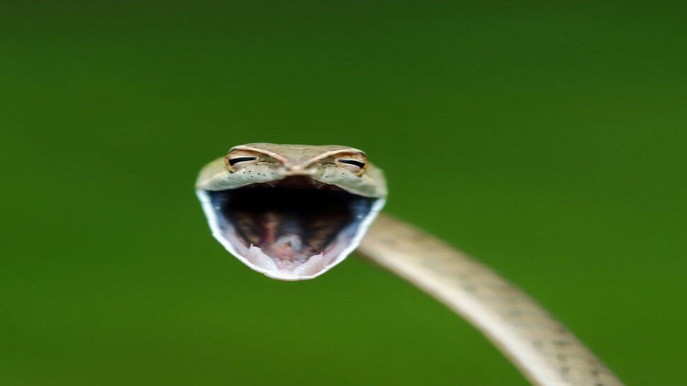 comedy wildlife photo awards gallery finalists 2021, laughing snake and ...