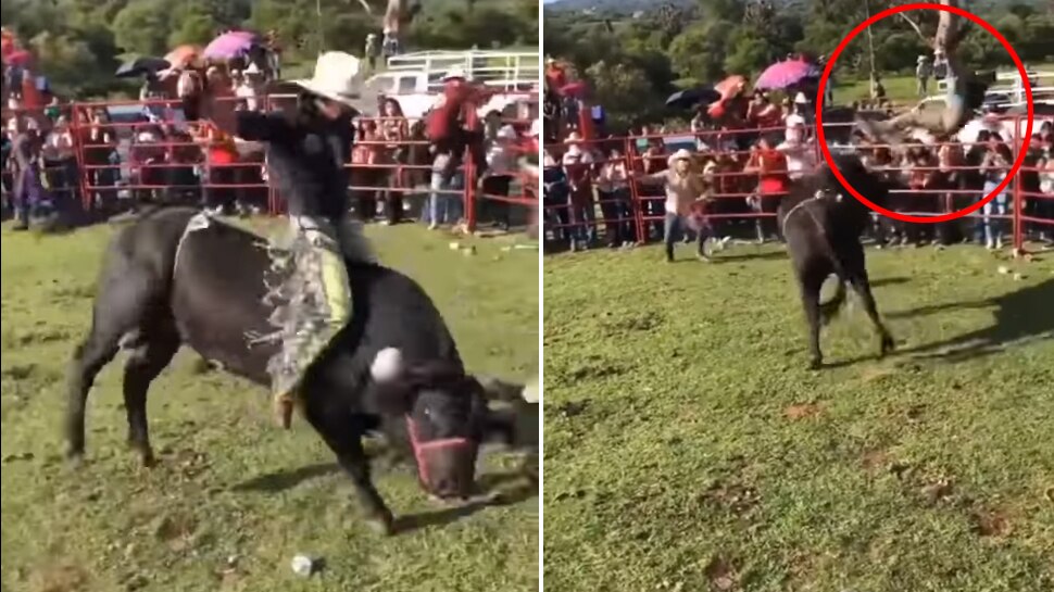 Viral Video: Man wanted to show the stunt angry bull threw it in the ...