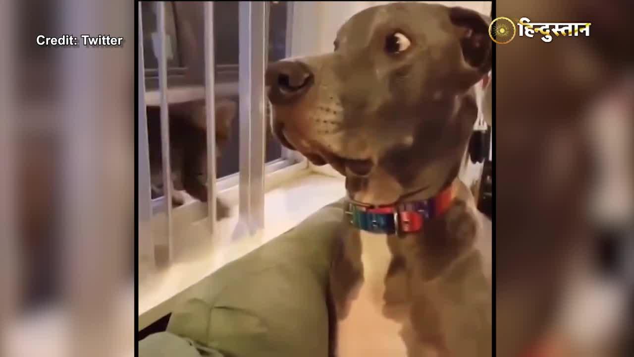 Cat slap dog watch funny viral video | बिल्ली ने मारा पंजा तो खुली रह ...