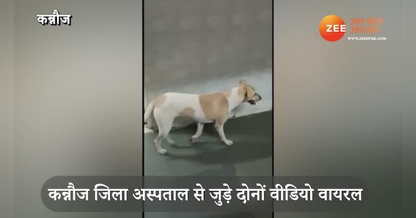 viral video Stray dog roaming in the dengue ward of the hospital in ...