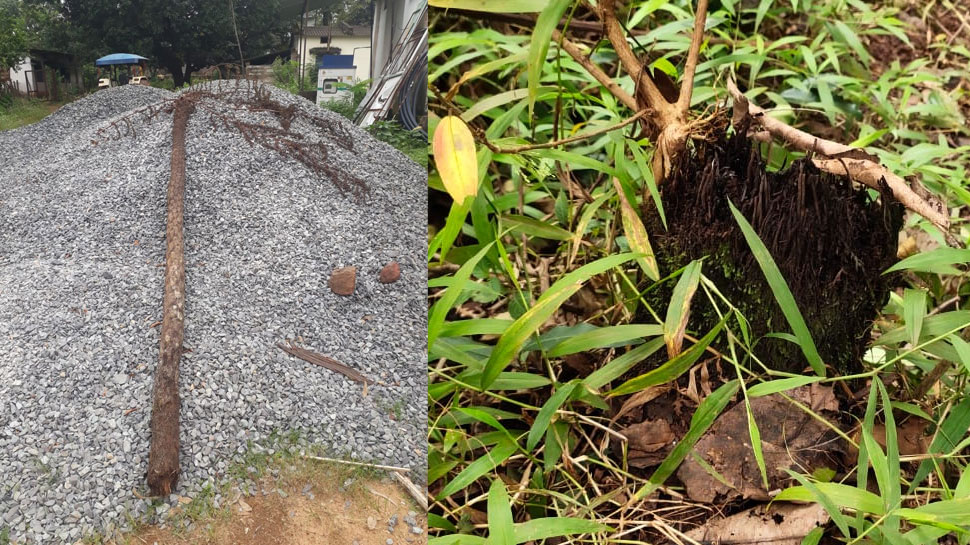3 million year old dinosaur era 2000 year old tree of extinct fern ...