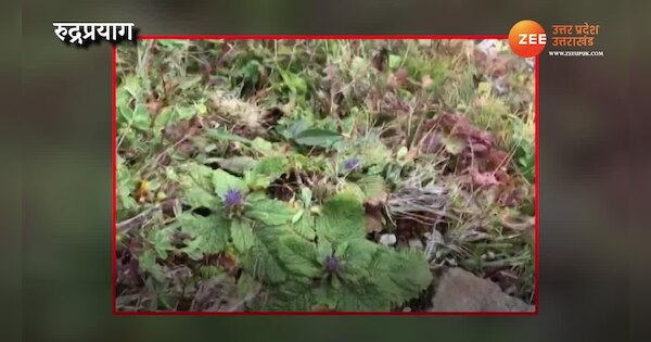 Rare flowers bloomed in Kedarnath Valley see mesmerizing view of ...