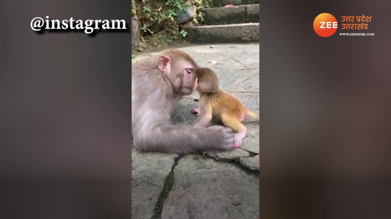 Monkey seen showering love on her child loving video viral on social ...
