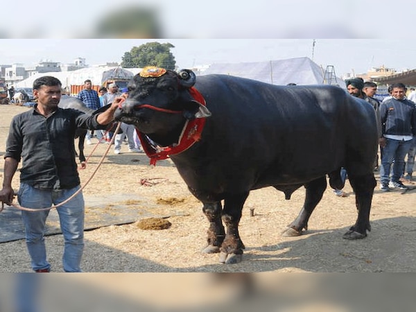 Death of Sultan Bull : Sultan said goodbye world the price used crores ...
