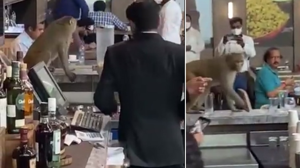Viral Video: monkey start roaming after entering the Restaurant bar ...
