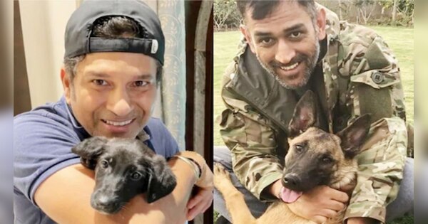 Indian Cricketers MS Dhoni Virat Kohli Sachin Tendulkar KL Rahul Dog ...